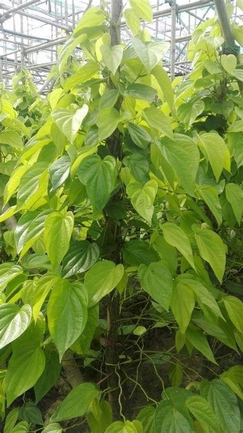 မုံရွာ ကွမ်း စျေးအမှန် Facebook