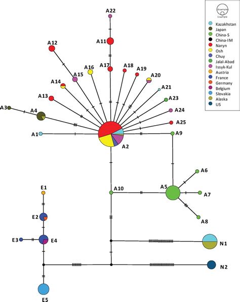 Haplotype Network Of The Concatenated Sequences Of The Genes Cob Nad2