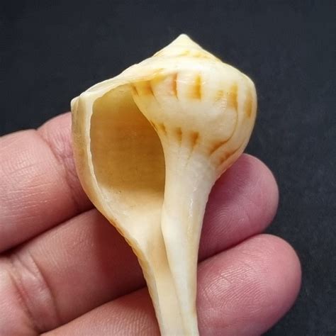 Conch Shell Right Hand Turn Rare Hobbies And Toys Memorabilia And Collectibles Religious Items