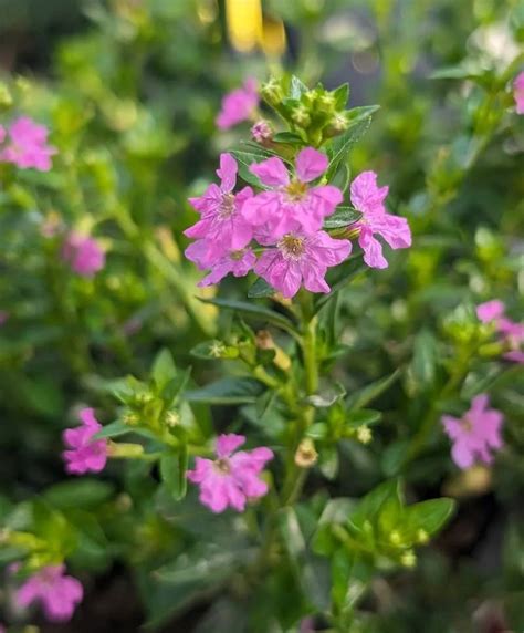 Mexican Heather Cuphea Hyssopifolia Itsy Bitsy® Rose