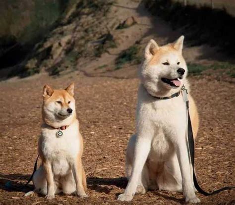 柴犬和秋田的区别是什么 知乎