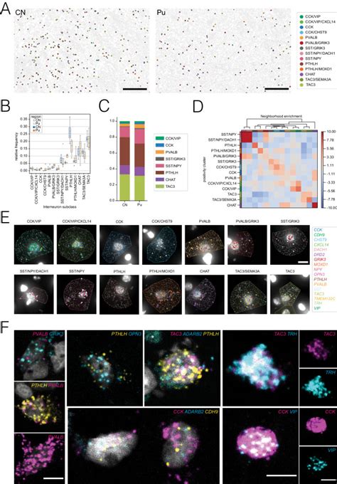 Interneuron Diversity In The Human Dorsal Striatum Pmc