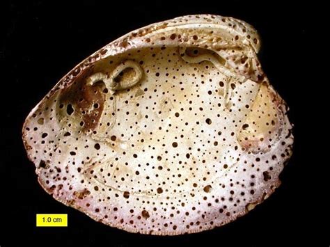 Trace Fossil Classification Alchetron The Free Social Encyclopedia