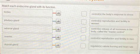 solved match each endocrine gland with its function testes control s