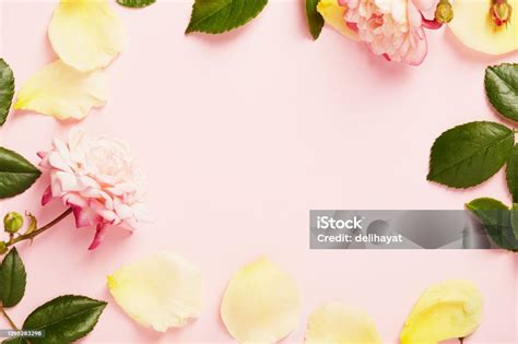 꽃 구성 분홍색 배경에 장미 가지 및 꽃잎으로 만든 프레임 중앙에 복사 공간이 있는 평평한 평면도 평면도 꽃 식물에 대한 스톡 사진 및 기타 이미지 Istock