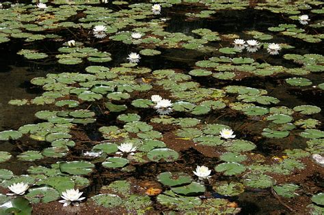 꽃 잎 백합 백합 연못 연못 물 수련 흰색 Hd 배경 화면 Wallpaperbetter