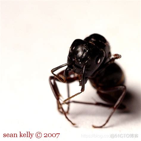 Python数据样本扩充 Python 数据增强mob6454cc680fc0的技术博客51cto博客