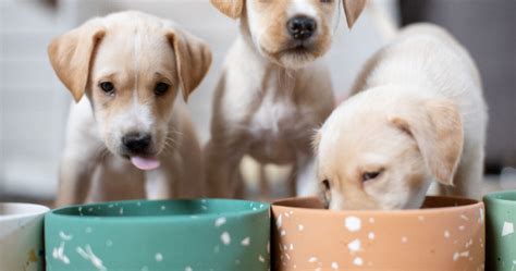 The Best High Fiber Dog Food Trusted Rescue Dog Services And Adoption