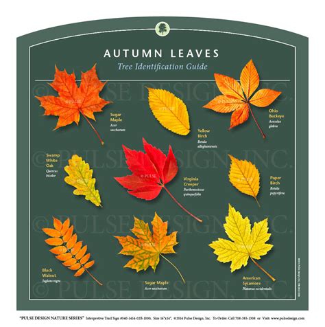 PDNS Tree And Leaf Identification Guide Parts Of Tree Anatomy Outdoor Interpretive Signs Pulse