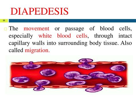 Ppt Basic Immunology Powerpoint Presentation Free Download Id4604037