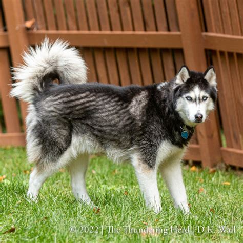 Serious Furry Boom The Thundering Herd