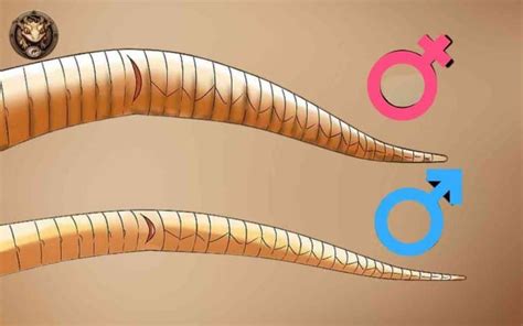 How To Tell If Ball Pythons Are Male Or Female Unmasking The