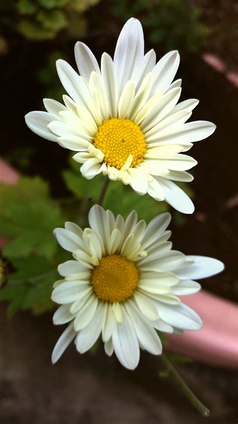 무료 이미지 Oxeye 데이지 플로라 노랑 마가렛 데이지 식물학 닫다 육상 식물 매크로 사진 꽃잎 꽃 피는