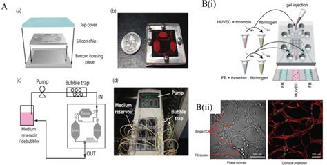 Bionic System At The Organ Level A Schematic Diagram Of The