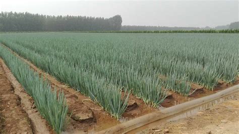 大葱基地 大葱 大葱图片大全大图 第10页 大山谷图库