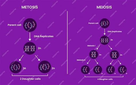 Premium Vector Differences Between Mitosis And Meiosis Mitosis Vs