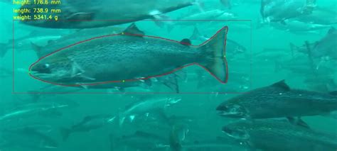 Tag Biomass Estimation