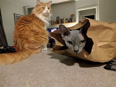 Naked Boy In His Fort Fluffy Boy Supervising R Aww