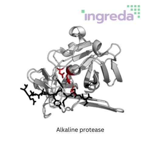 Enzyme Alkaline Protease Công Ty Tnhh Ingreda