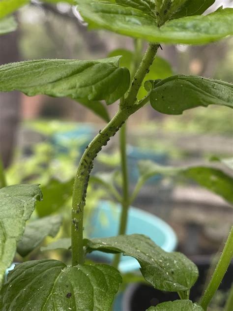 What Are These Bugs On My Mint And Yellow Pepper Best Organic Method