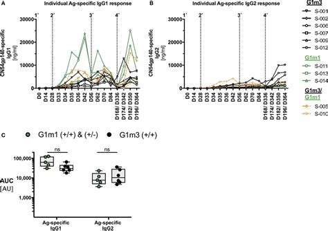Frontiers Immunoglobulin G1 Allotype Influences Antibody Subclass