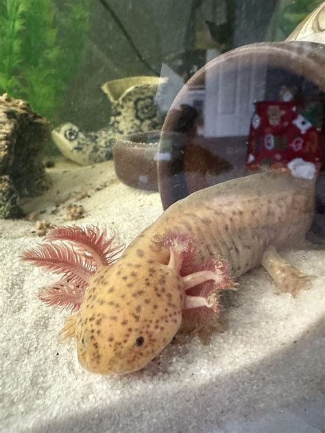 Axolotl Gills Going White R Axolotls