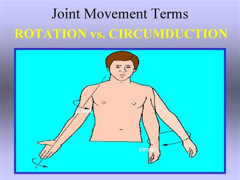 Skeletal System Ppt Download