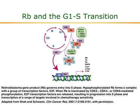 Ppt Cellular Processes Cell Cycle Rb Apoptosis And Inhibitors Powerpoint Presentation Id