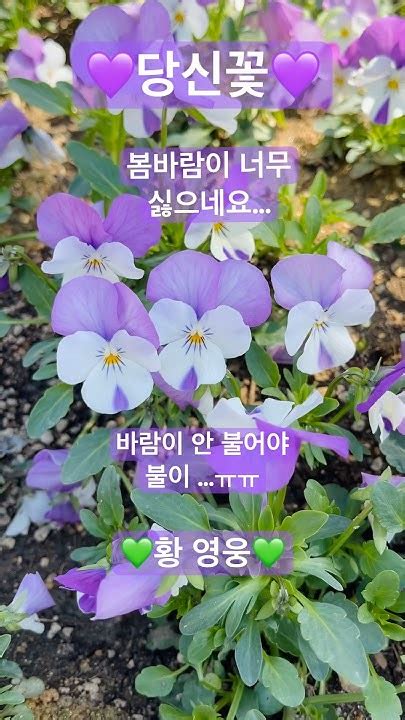 🍀💚황 영웅💚🌸당신 꽃🌸봄바람이 이렇게 싫어 본 적은 없습니다🥲 구독과좋아요는사랑이고기쁨입니다 🙇‍♀️💘💜🍀 Youtube