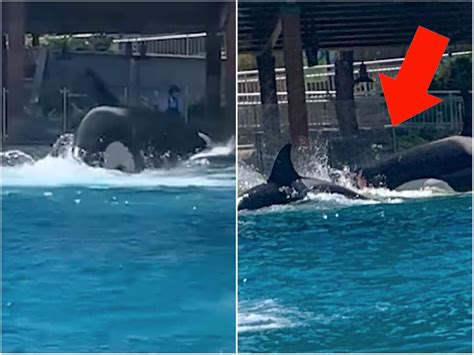 How Do Killer Whales Mate