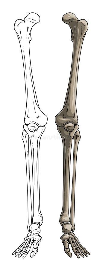 Graphic Black And White Human Bone Legs Vector Stock Vector Illustration Of Scan Foot 144602798