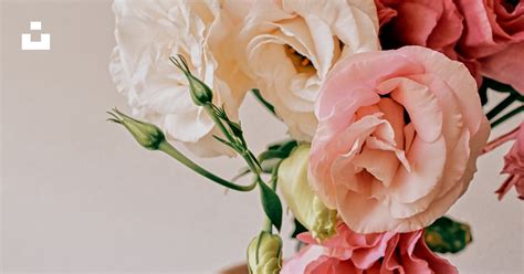 갈색 꽃병에 분홍색과 흰색 장미 사진 Unsplash의 무료 꽃병 이미지