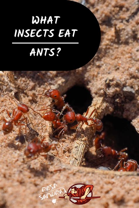 Ant Predators Artofit