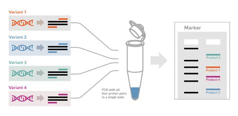What Is Multiplex PCR