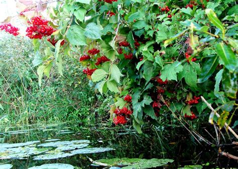 Осенняя ловля сома и щуки на чебоксарском водохранилище