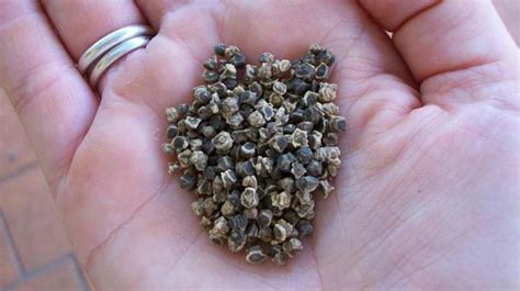 Правила ухода за свеклой для получения большого урожая / Домоседы