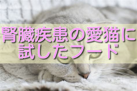 【猫】腎臓病のケアにおすすめのキャットフードは？食べてくれたフードは？ くりんすたいる〜生活の記録〜