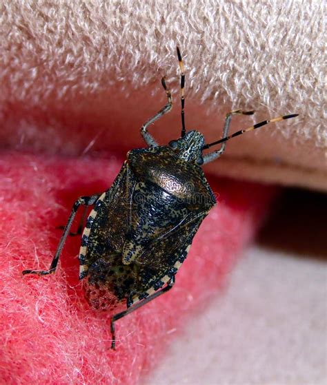 Small Mottled Shield Bug Rhaphigaster Nebulosa On A Pink Wool Blanket Insect In The Apartment