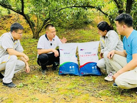 国投罗钾种植前线罗布泊硫酸钾赋能蜂糖李产业共赴甜蜜之约 人民经济网