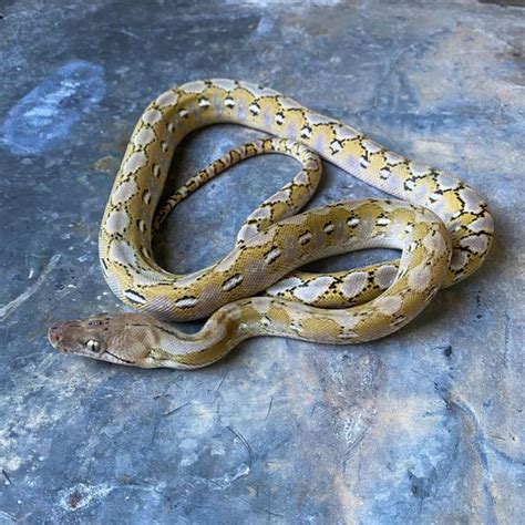 super dwarf platinum anery reticulated python by reach out reptiles llc
