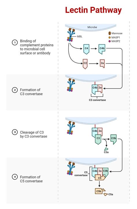 Post Lectin Pathway Of The Complement System