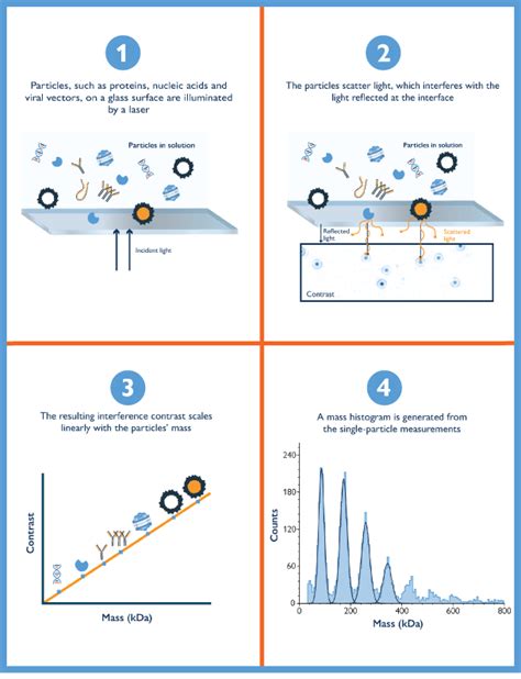 How Does Mass Photometry Work 2025 Wiley Analytical Science