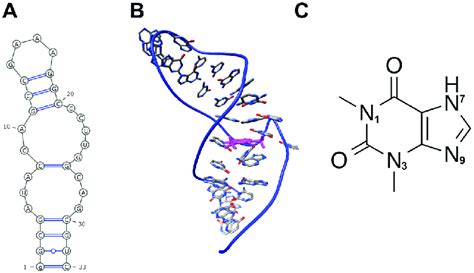Solution Nmr Structure Of Theophylline Aptamer In The Bound State A Download Scientific
