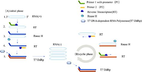 Schematic Of The Nucleic Acid Sequence Dependent Amplification Nasba