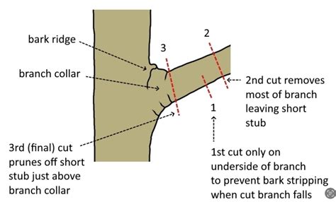 Tree Cutting Accident Page TractorByNet