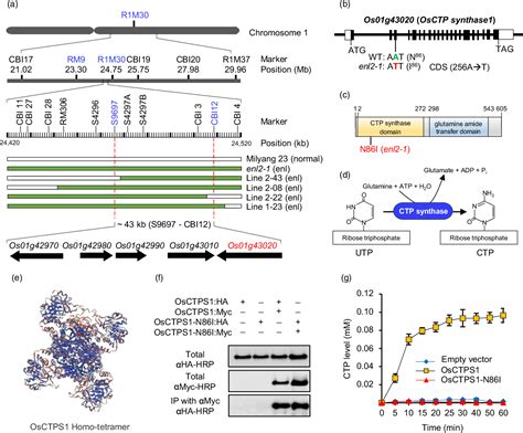 Figure 1 From Ctp Synthase Is Essential For Early Endosperm Development By Regulating Nuclei