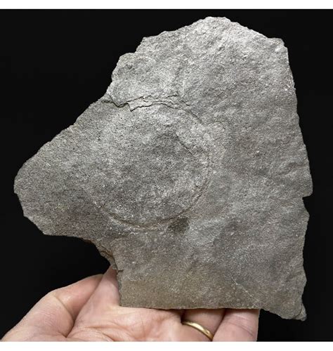 Fossils For Sale Fossils Early Life One Of The Oldest Fossils Ever Rare Ediacaran