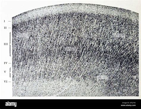 Cerebral Cortex Histology Layers