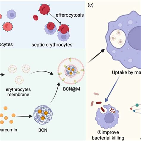 Scheme Illustration Of Bcn M Preparation And Rescue Of Dysfunction And