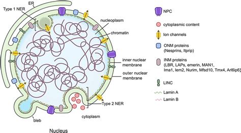 A Schematic Representation Of Ne Showing The Structure And Dynamic Download Scientific Diagram